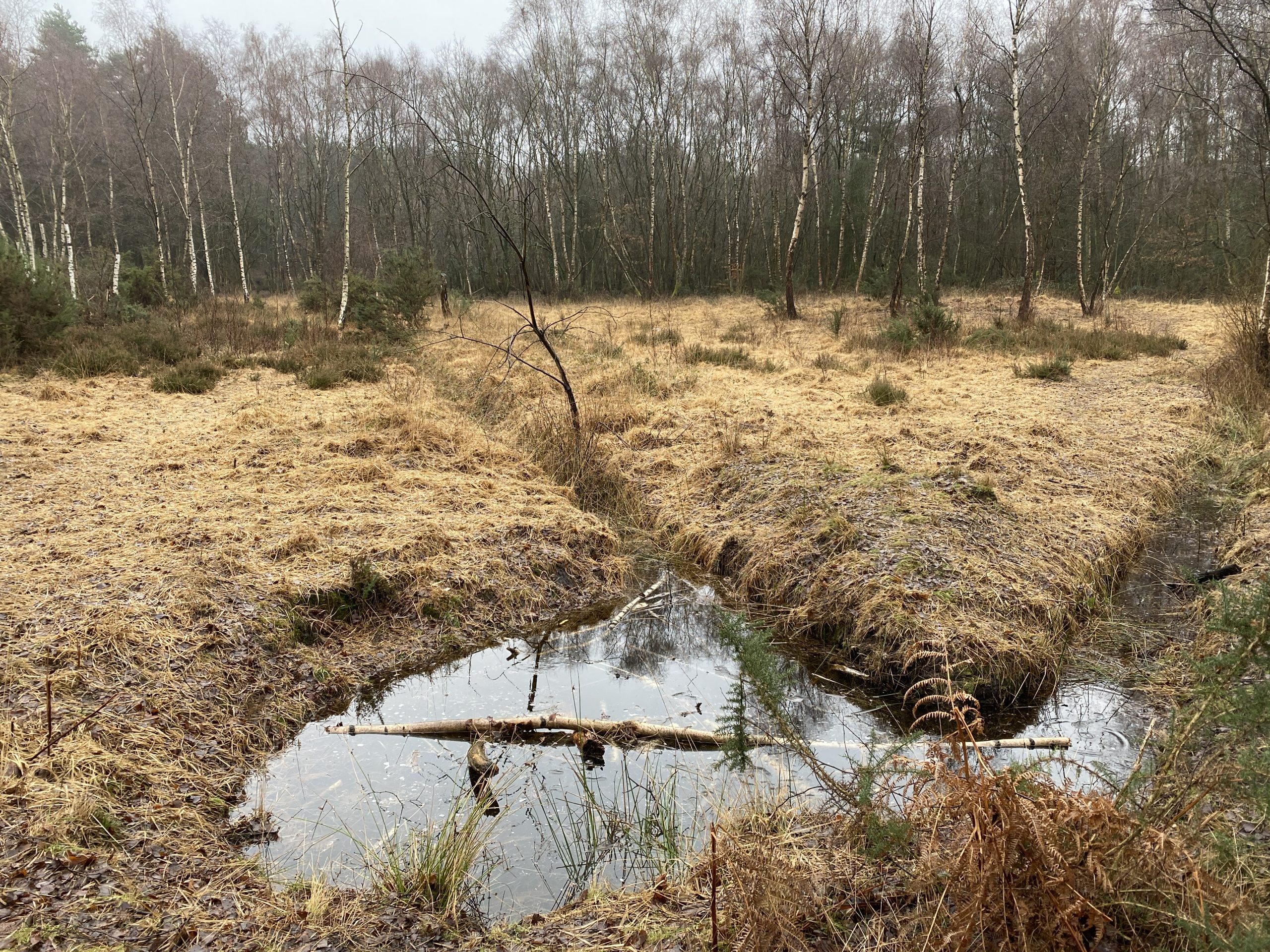 Natural Flood Management Coming to Ash Ranges in Summer 2026 - Ash ...